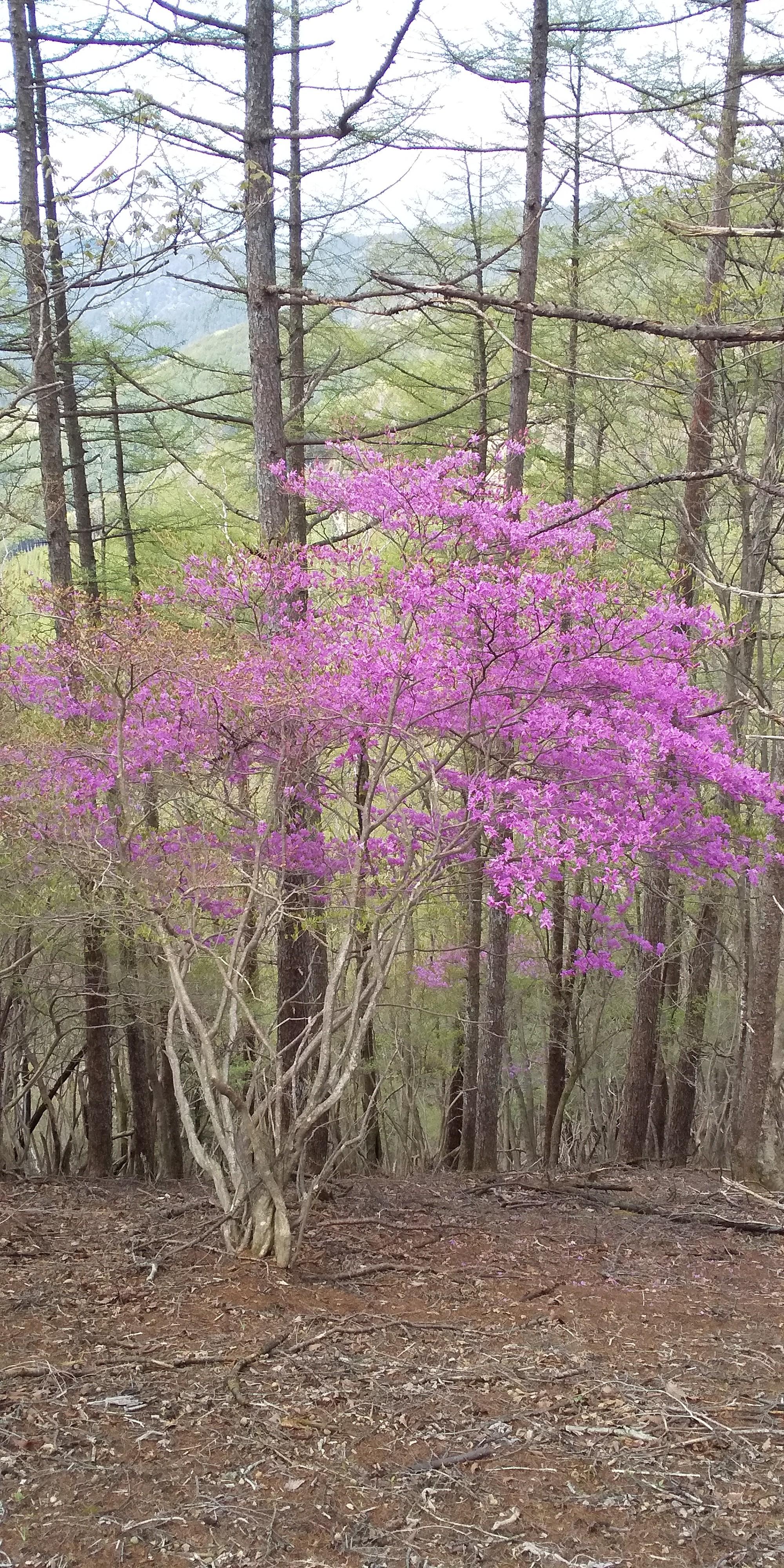 根本山・熊鷹山 / KeyZさんの根本山・熊鷹山・氷室山の活動データ | YAMAP / ヤマップ