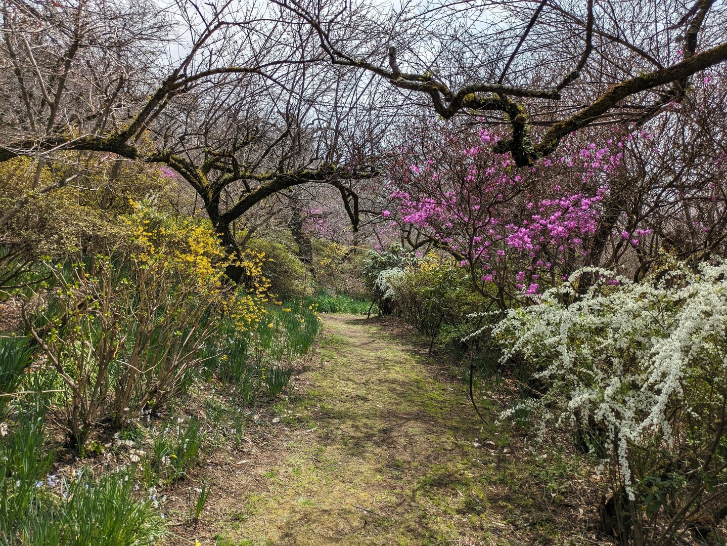 2024/04/06 🌸群馬フラワーハ... / Sah!さんのモーメント | YAMAP / ヤマップ