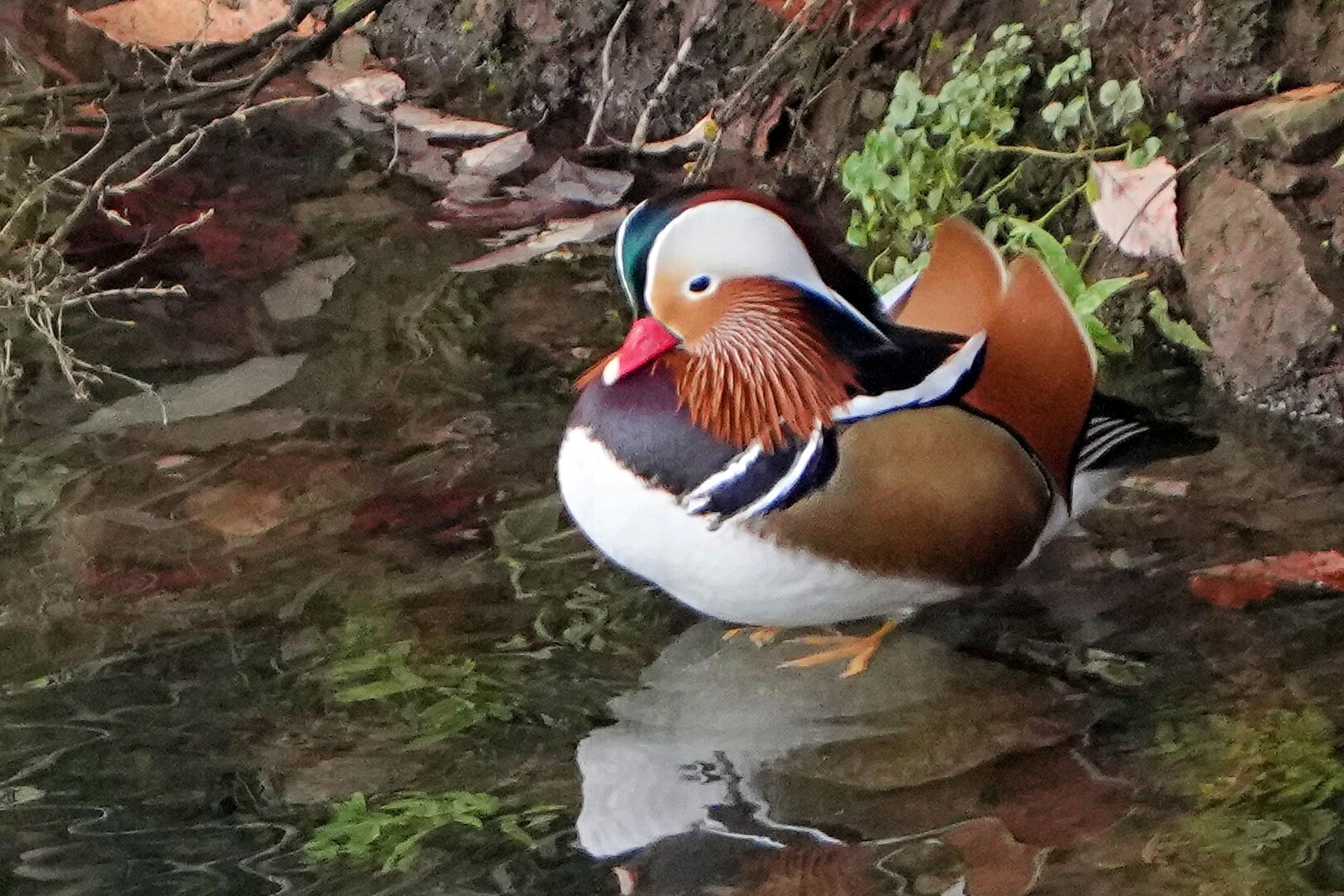 オシドリ🦆📷（宮ケ瀬ダム直下の石小屋ダム湖にて） / アキチャン1491さんの大山の活動データ | YAMAP / ヤマップ