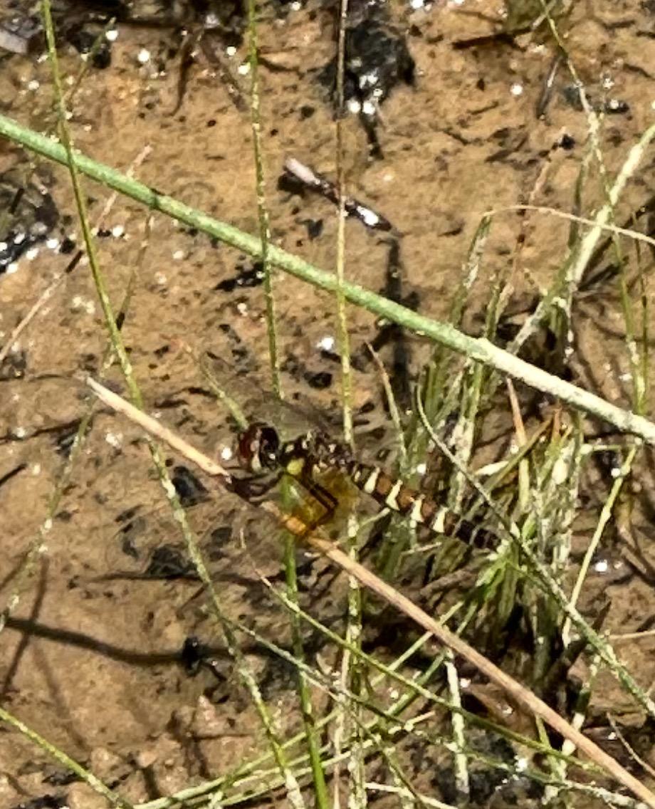 八丁蜻蛉 ️今年も会えました（湖南アルプ... / 下Gさんのモーメント | YAMAP / ヤマップ