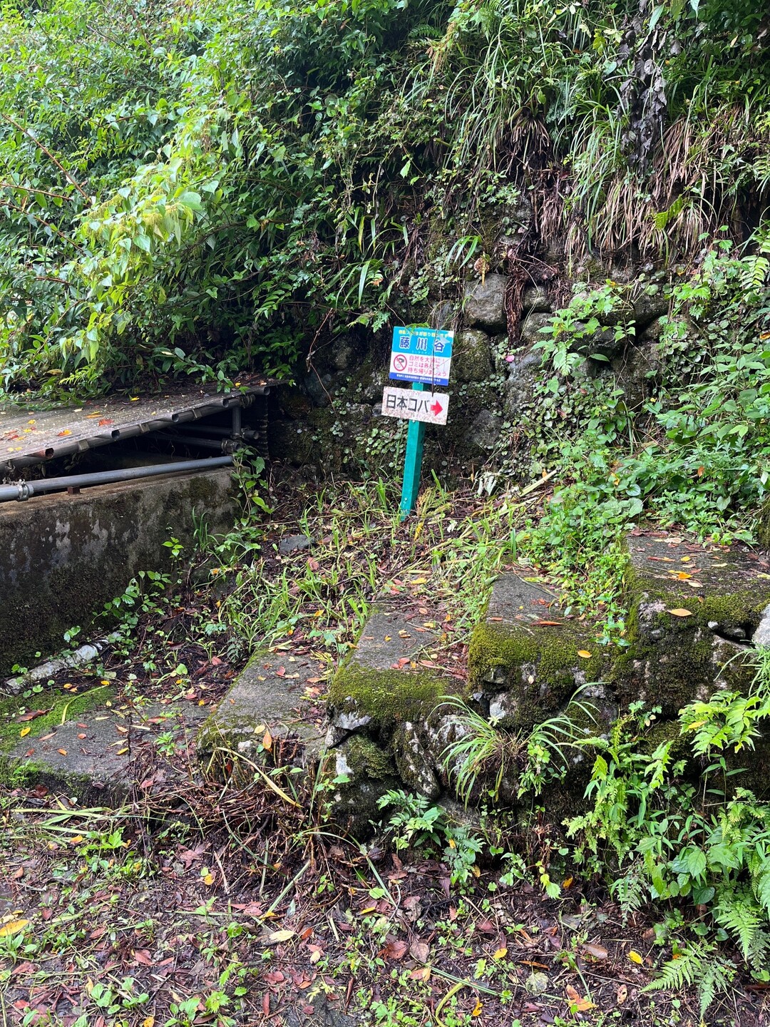 鈴鹿10座 日本コバ・衣掛山 / do-yanさんの日本コバの活動日記 | YAMAP / ヤマップ