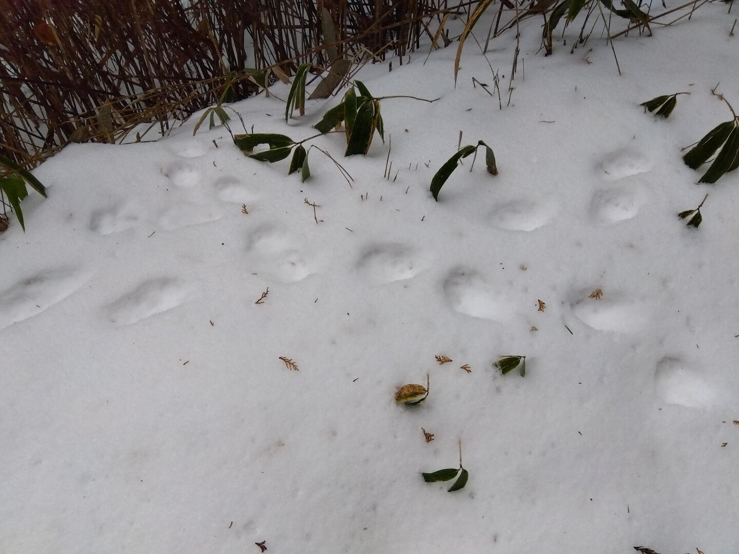 金剛山 久留野林道⤴⤵ / chica de montañaさんの金剛山・二上山・大和葛城山の活動データ | YAMAP / ヤマップ