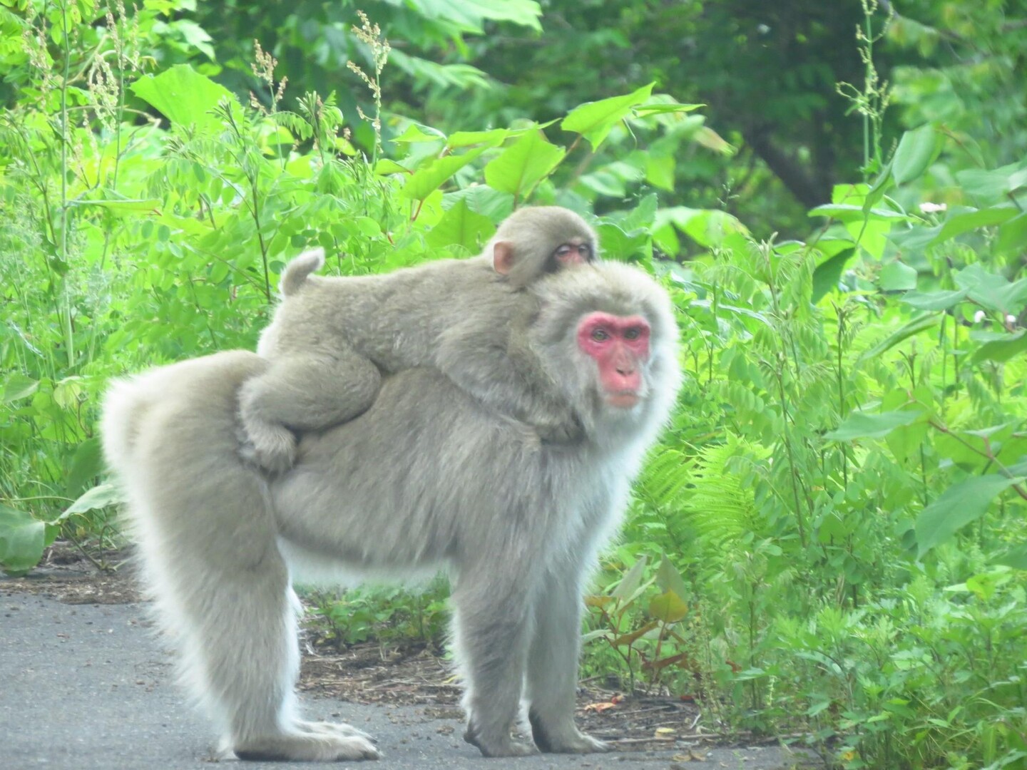😳東岳ビックリ登山 / やまあそびさんの東岳の活動日記 | YAMAP / ヤマップ