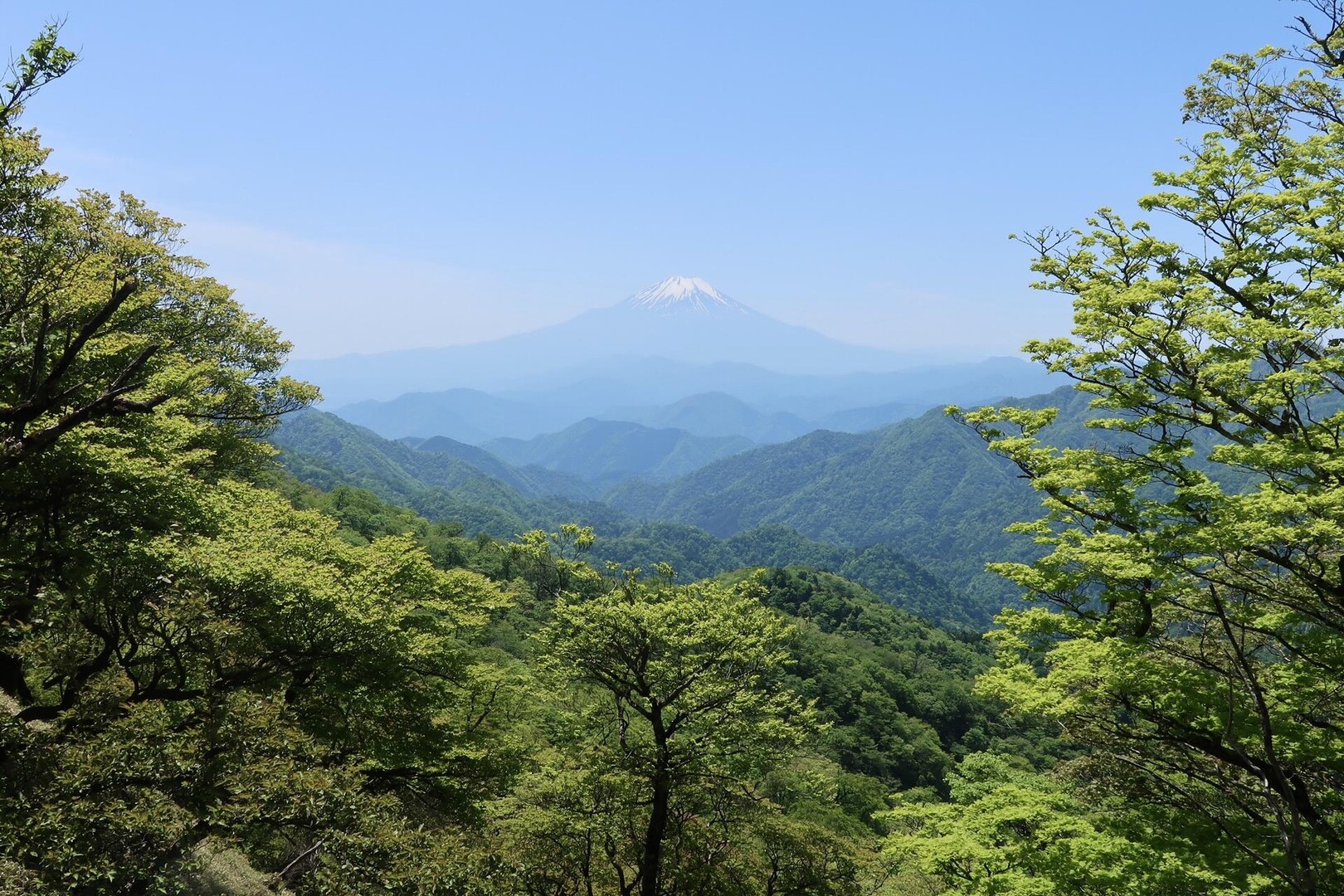 塔ノ岳 シロヤシオを探せ！ / heeさんの塔ノ岳・丹沢山・蛭ヶ岳の活動日記 | YAMAP / ヤマップ