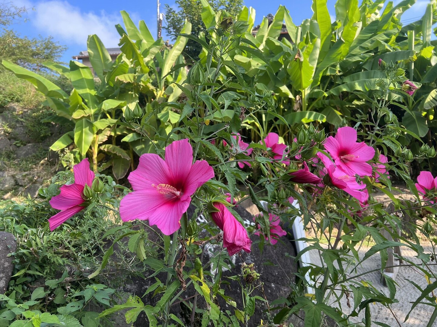 生駒トレイル 山トレ -2023-07-29 / mattさんの生駒山・神津嶽・大原山の活動データ | YAMAP / ヤマップ