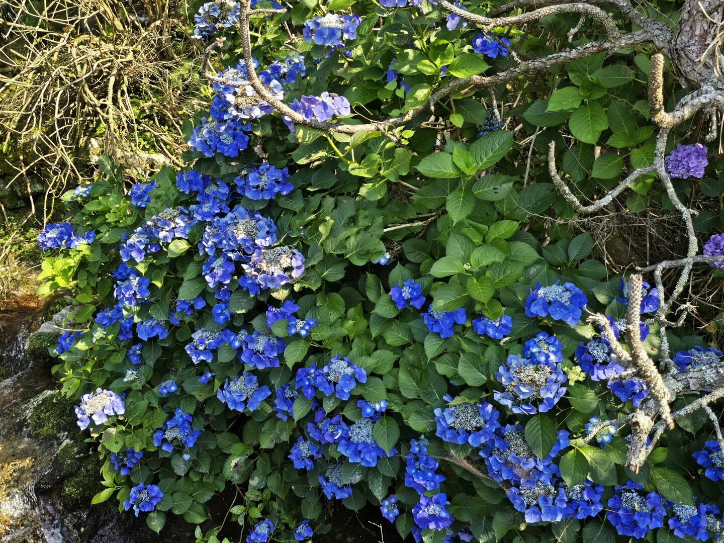涼しい中津峰山 / FGH-tomiさんの中津峰山・平石山・古田山の活動データ | YAMAP / ヤマップ