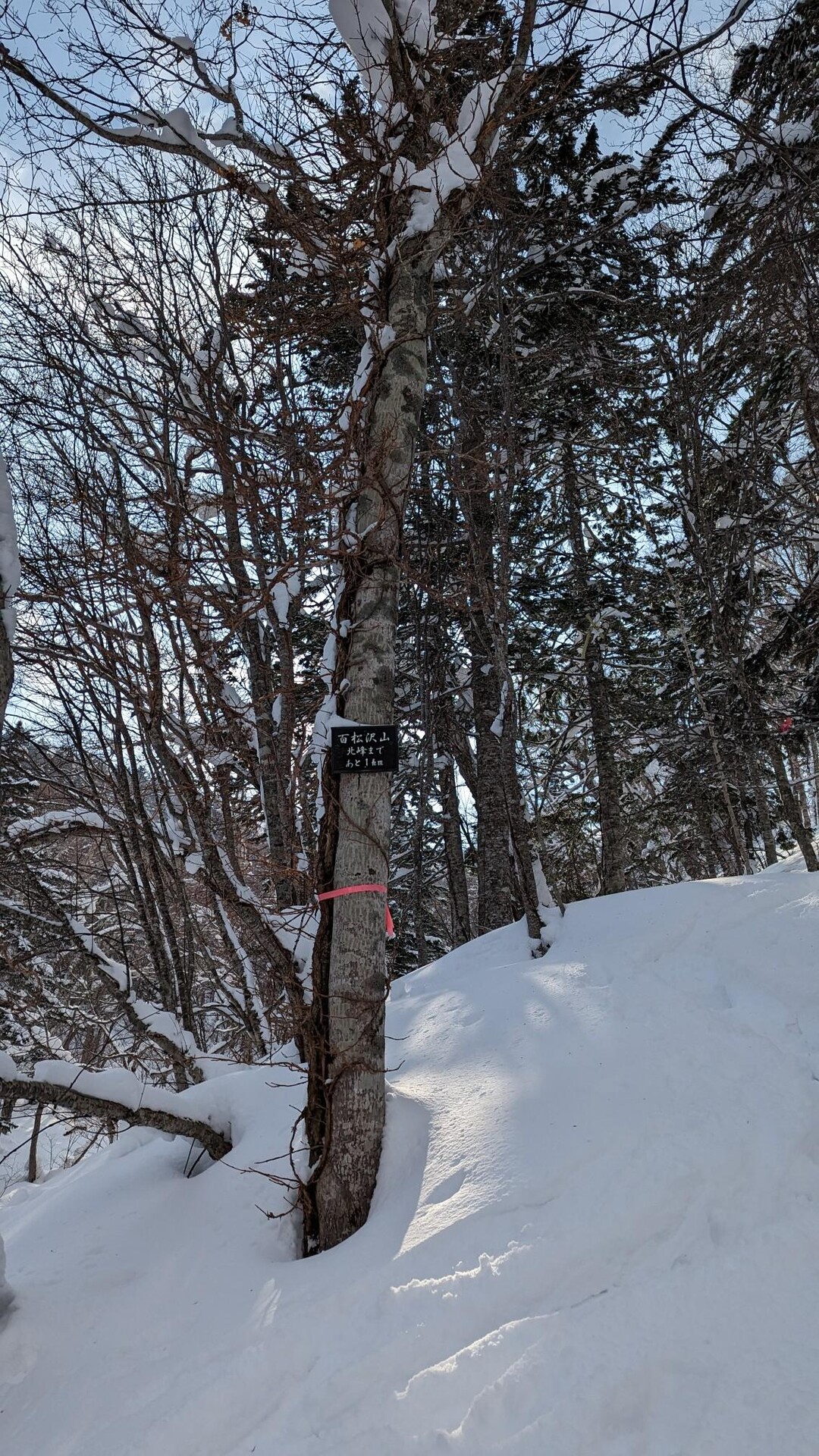 百松沢山 / 百松沢山の写真6枚目 / 残り1km。ここで、先行者さんと合流。 | YAMAP / ヤマップ