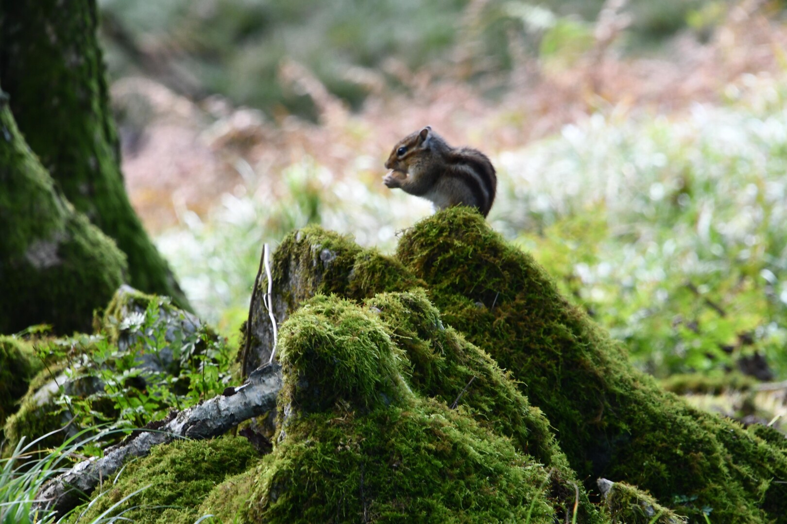 鈴北岳・御池岳 / SYさんの天狗堂の活動データ | YAMAP / ヤマップ