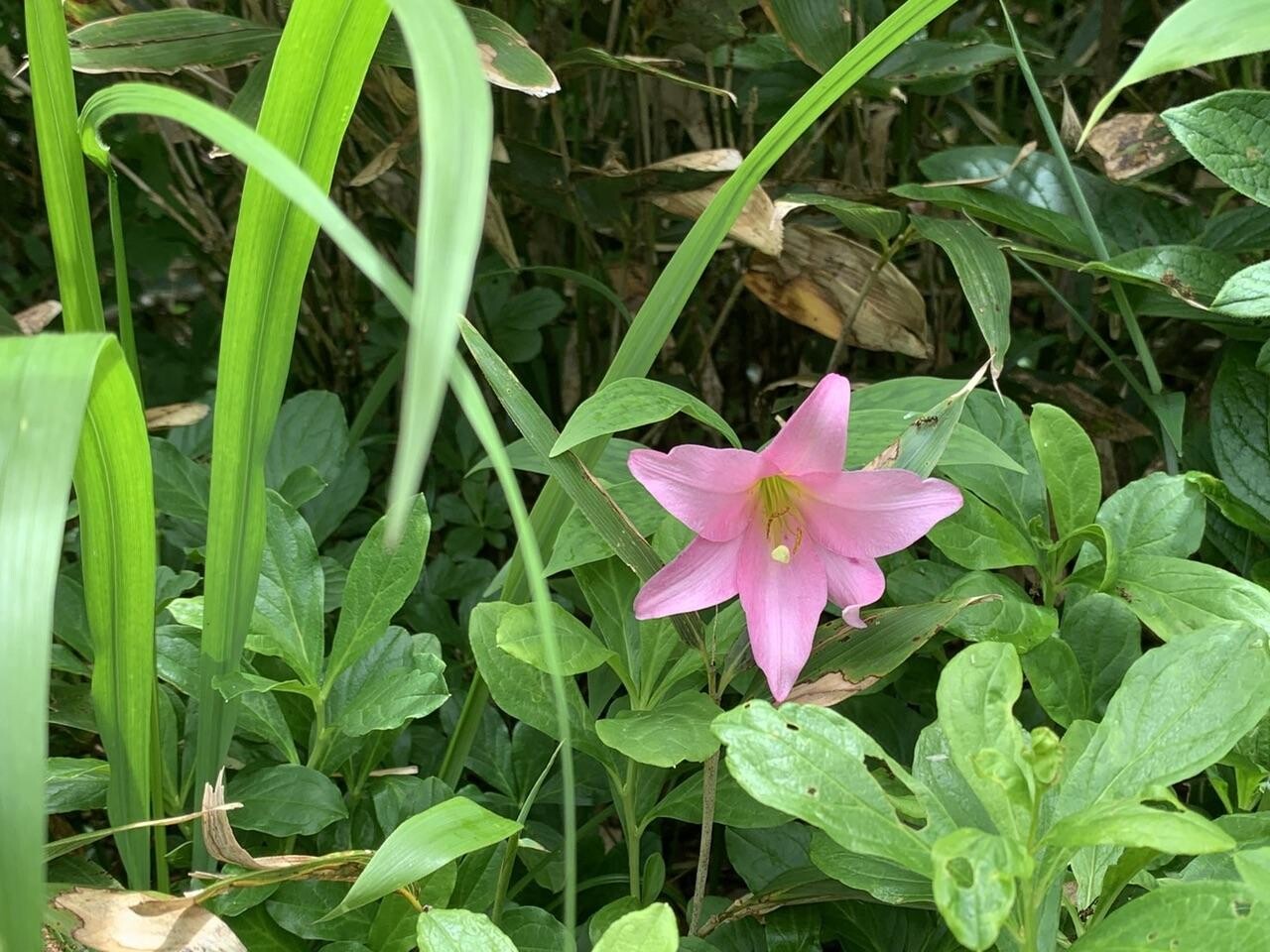 ayaのページ | YAMAP / ヤマップ