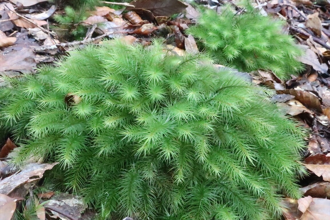 紫尾山 山頂二度踏み🥾晴れてよかった～🙌 / rikoさんの紫尾山の活動日記 | YAMAP / ヤマップ