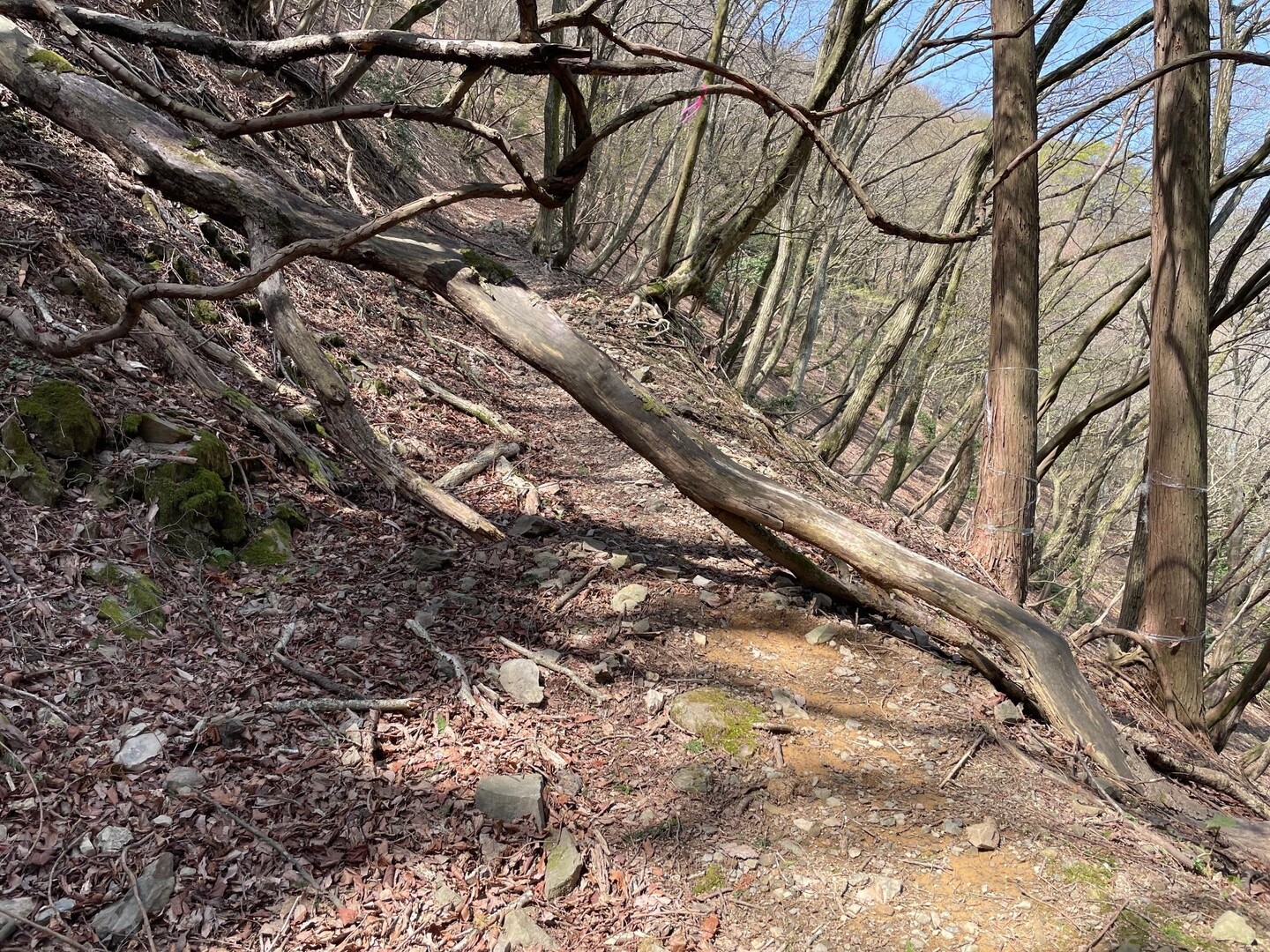 MKSハイキングさんの投稿したフィールドメモ | YAMAP / ヤマップ