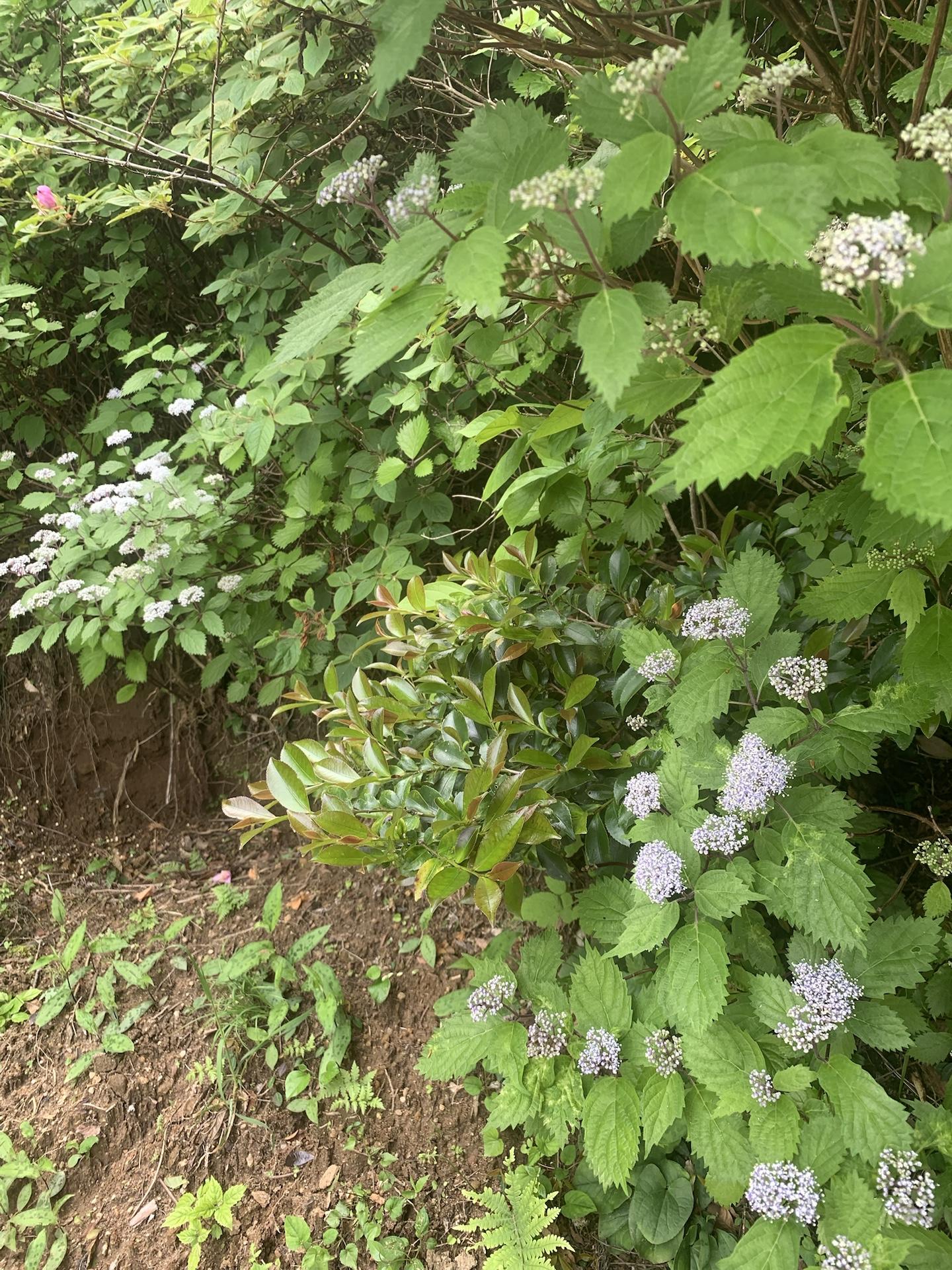 宮路山 / chiekoさんの五井山・宮路山・御堂山の活動データ | YAMAP / ヤマップ