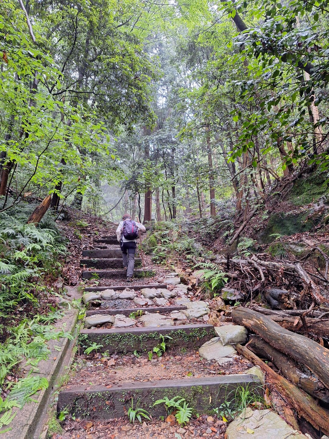 R6年5月31..雨山 ニシキキンカメム... / 丸子さんのモーメント | YAMAP / ヤマップ