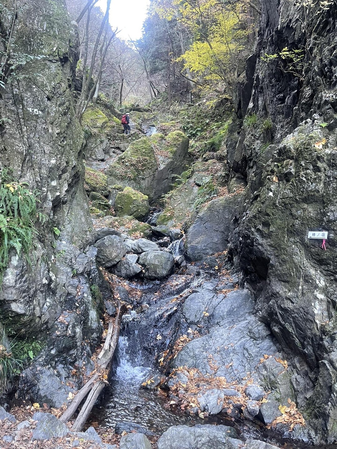 棒ノ嶺（棒ノ折山）・槇ノ尾山 / KAY-Zさんの棒ノ折山（棒ノ嶺）の活動データ | YAMAP / ヤマップ