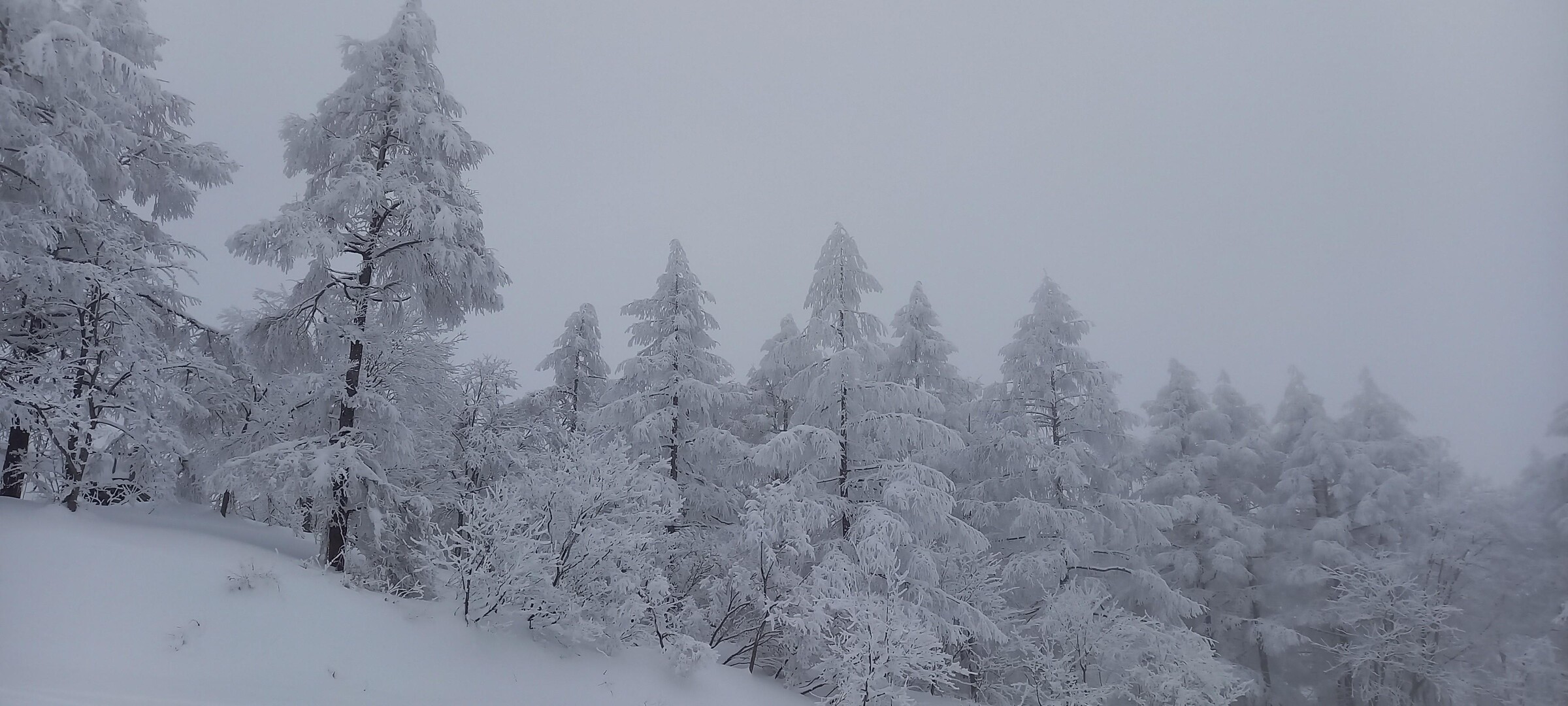 山形蔵王 SKI#1 / ソロ山さんのスキーの活動データ | YAMAP / ヤマップ