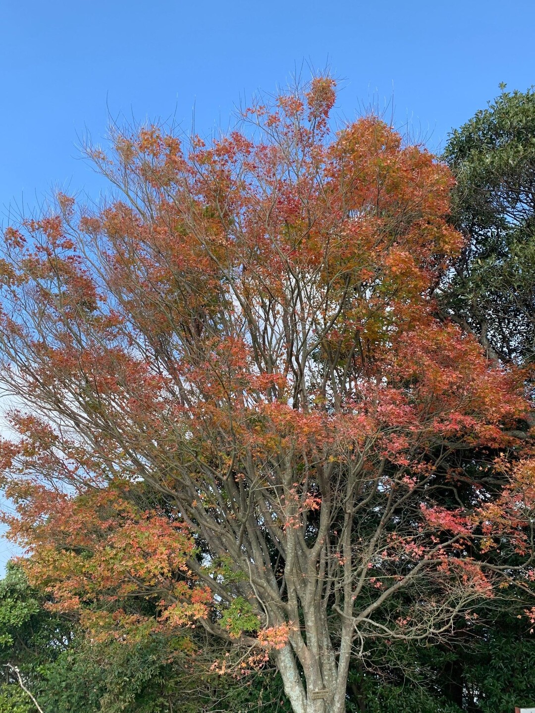 三日月山・立花山 / yyshigeさんの立花山・三日月山・城ノ越山の活動データ | YAMAP / ヤマップ