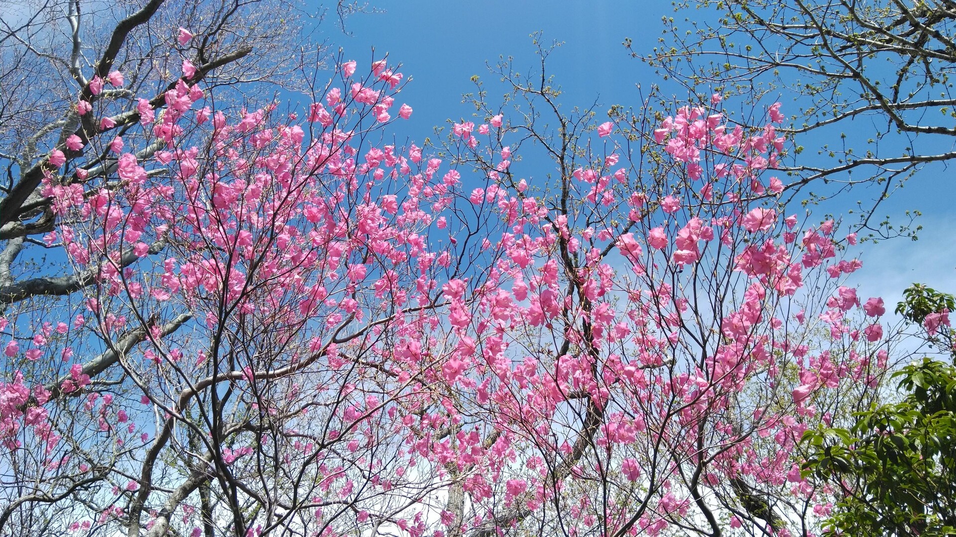 祖母・傾完全縦走2DAYS / モトさんの傾山の活動データ | YAMAP / ヤマップ