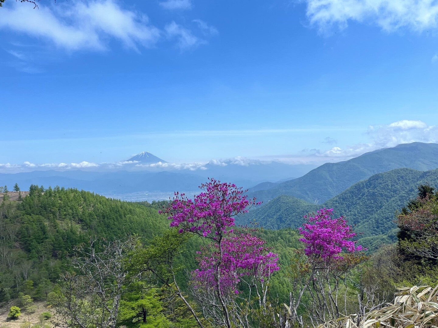甘利山・奥甘利山・大西峰・千頭星山へ🐾 / hachacha-umemeさんの鳳凰山・地蔵岳・観音岳・薬師岳の活動データ | YAMAP / ヤマップ