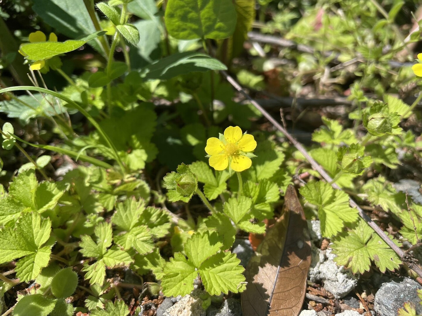 遠望峰山 / lulu さんの遠望峰山・桑谷山・聖山の活動データ | YAMAP / ヤマップ