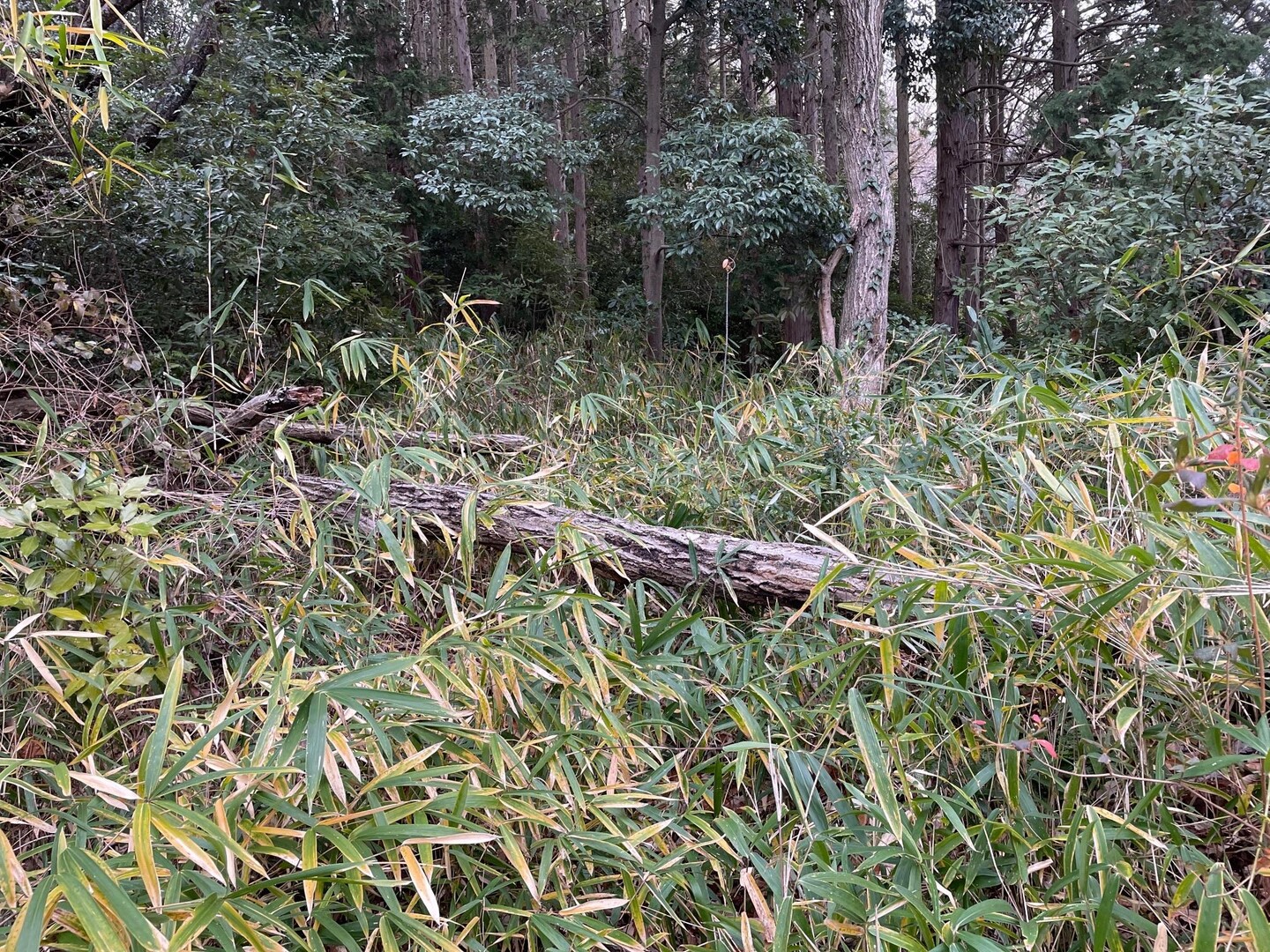 ryoさんの投稿したフィールドメモ | YAMAP / ヤマップ