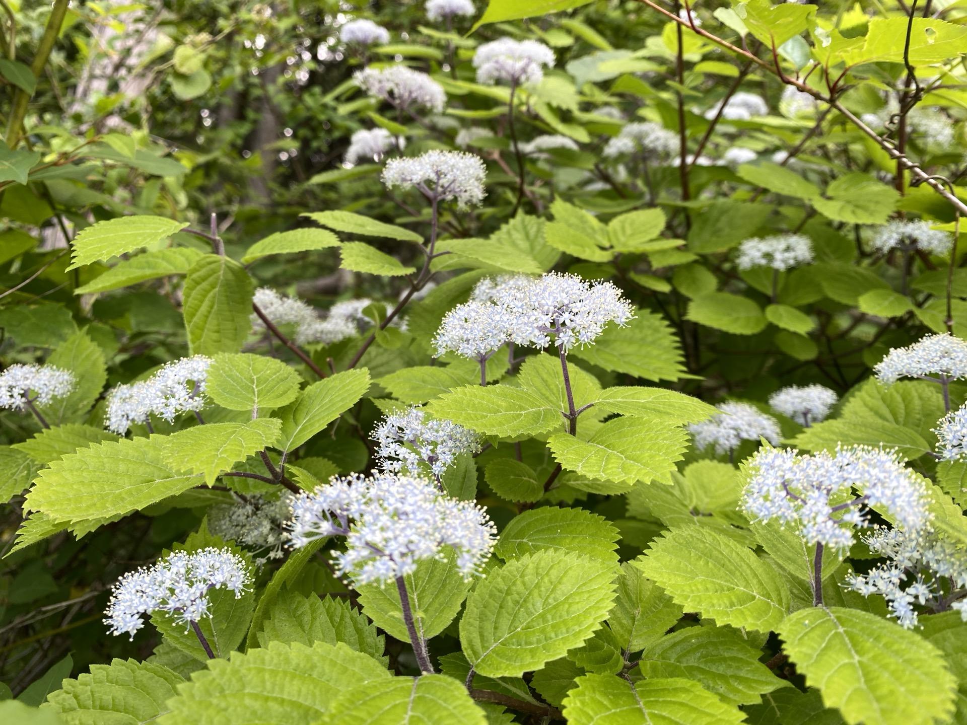 お花散策🌿筑波山 / mayuminさんの登山の活動データ | YAMAP / ヤマップ