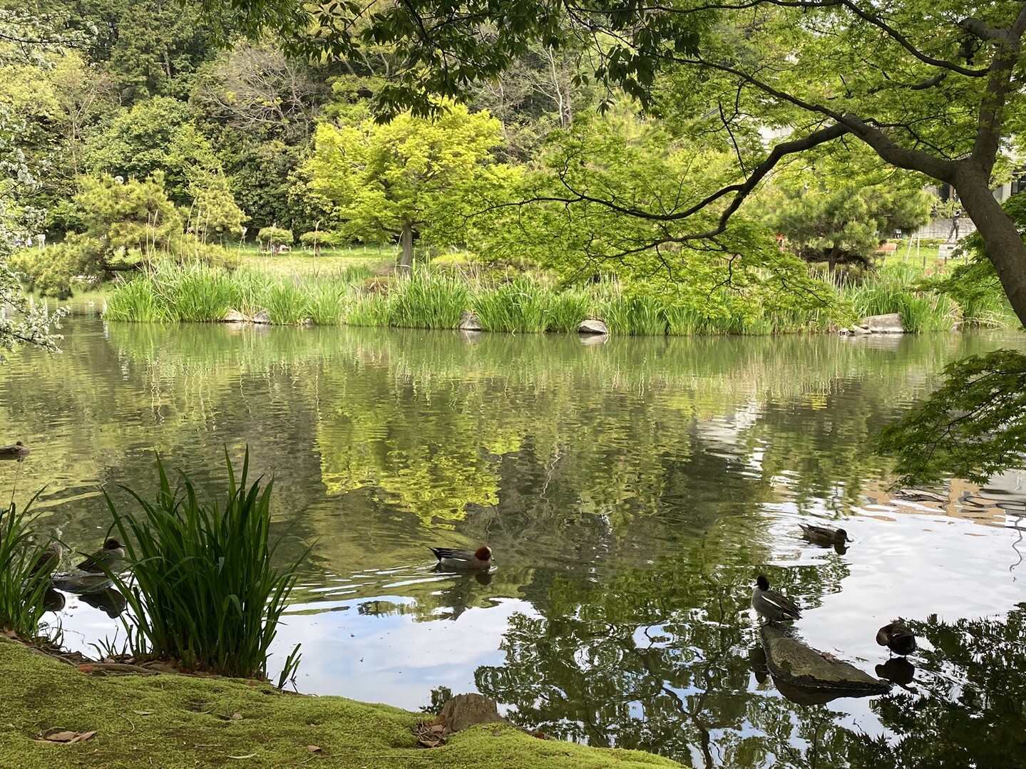 今日も鮮やかな黄緑を堪能したジョギングで... / takeさんさんのモーメント | YAMAP / ヤマップ