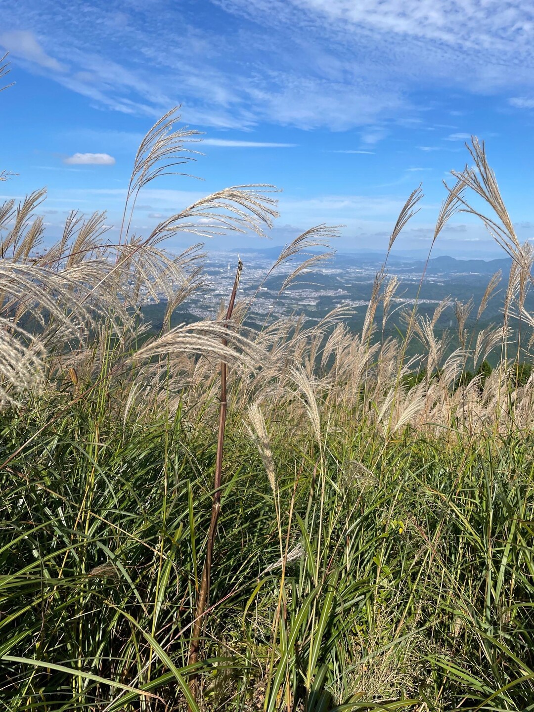 ススキが綺麗な岩湧山 / mayumikoさんの岩湧山・一徳防山・三石山の活動データ | YAMAP / ヤマップ