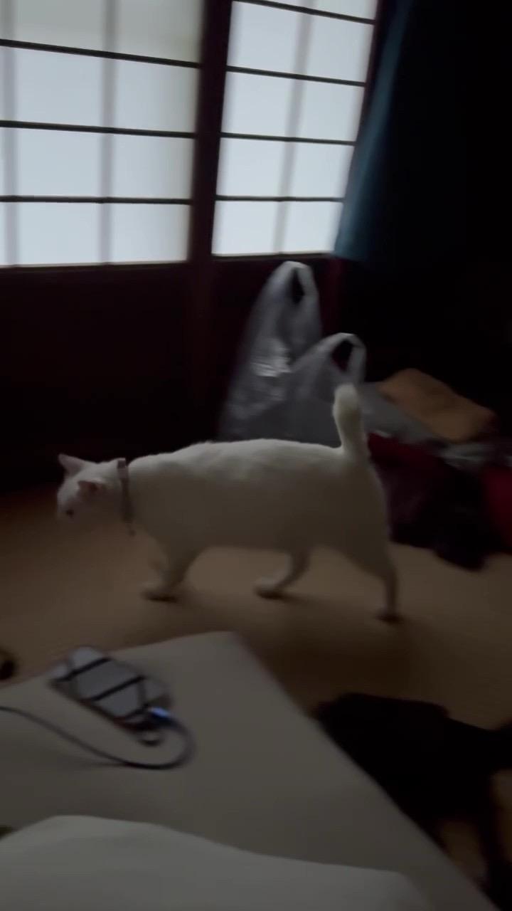 九州遠征最終日。古民家宿の和室には先ずニ... / chamokichiさんのモーメント | YAMAP / ヤマップ