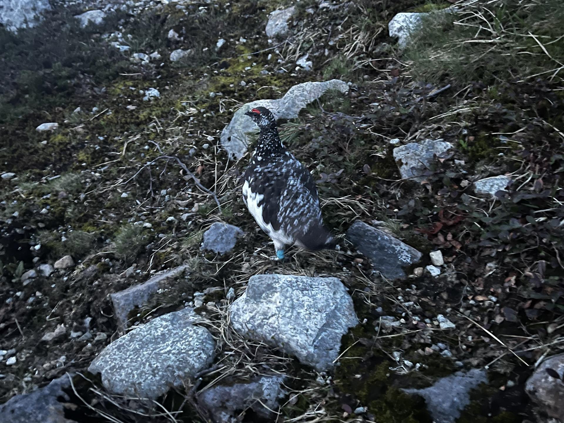 雷鳥 / ファイトバクハツ‼︎ドデカミンminiさんのモーメント | YAMAP / ヤマップ