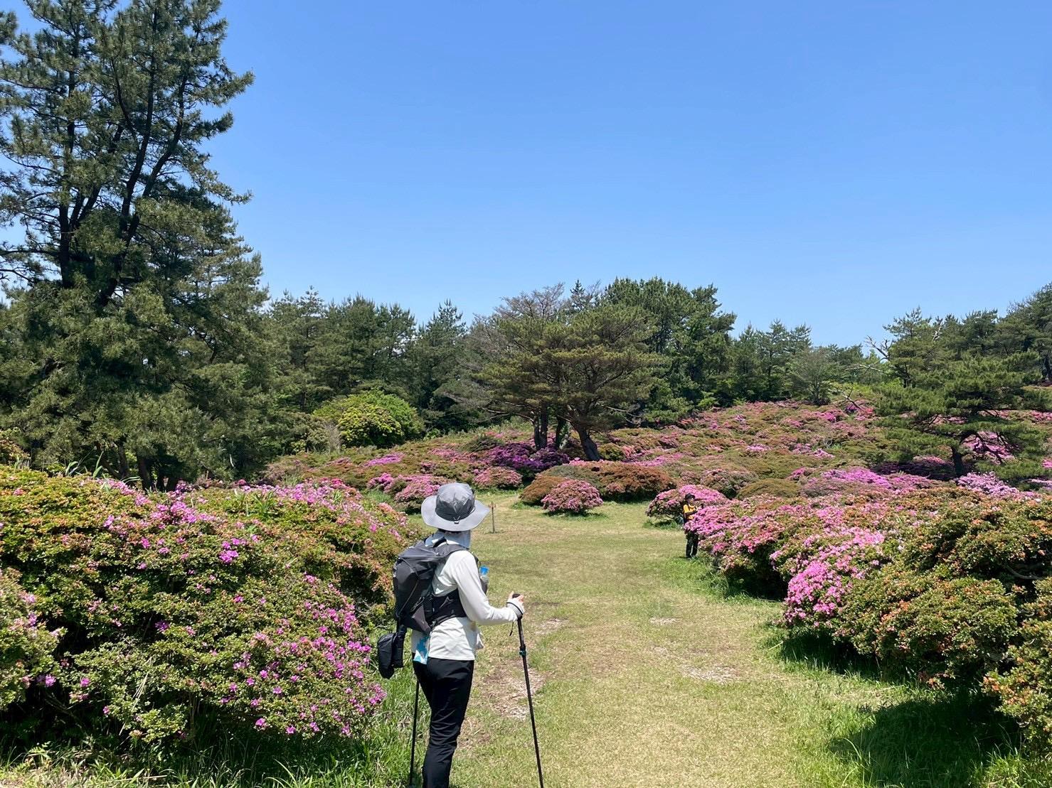 ミヤマキリシマ🌸万年山・西万年 / kinocoさんの万年山・伐株山の活動データ | YAMAP / ヤマップ