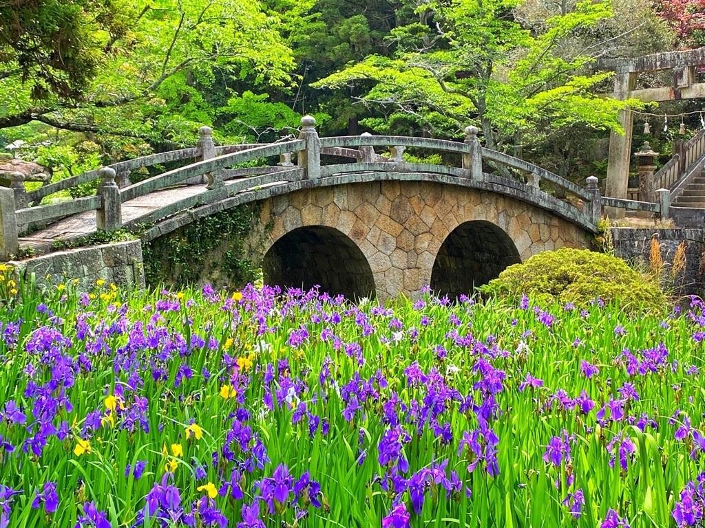 ウォーキング-2023-05-18 お花見ツアー / tomyさんのウォーキングの活動データ | YAMAP / ヤマップ