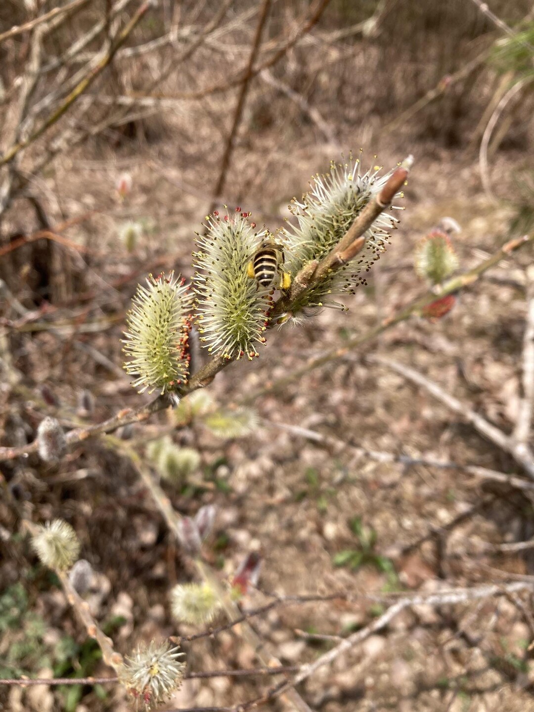 星田連山パート② / AKKYさんの交野山・国見山の活動データ | YAMAP / ヤマップ