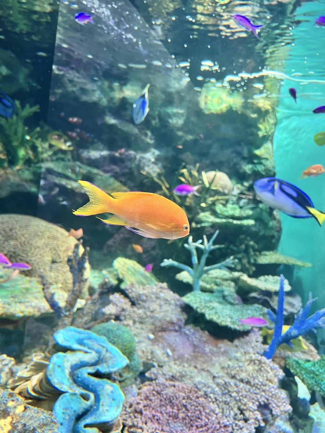 久しぶり、水族館に。 / Happy Rebeccaさんのモーメント | YAMAP / ヤマップ