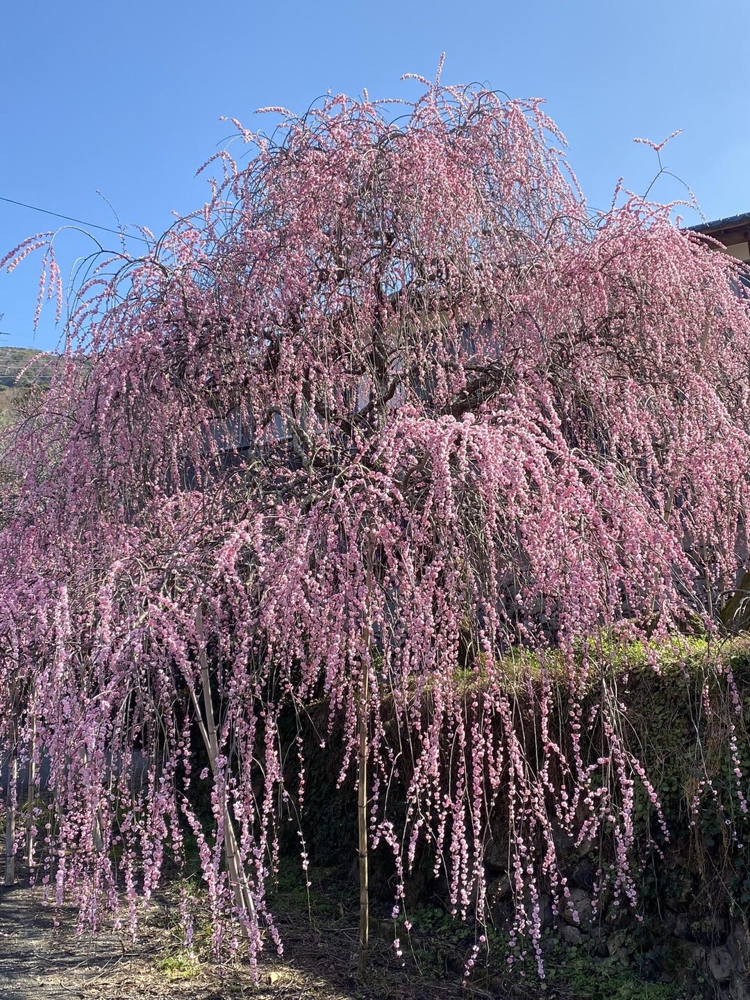 観梅の散歩 / Kayさんの皿倉山・花尾山・帆柱山の活動データ | YAMAP / ヤマップ