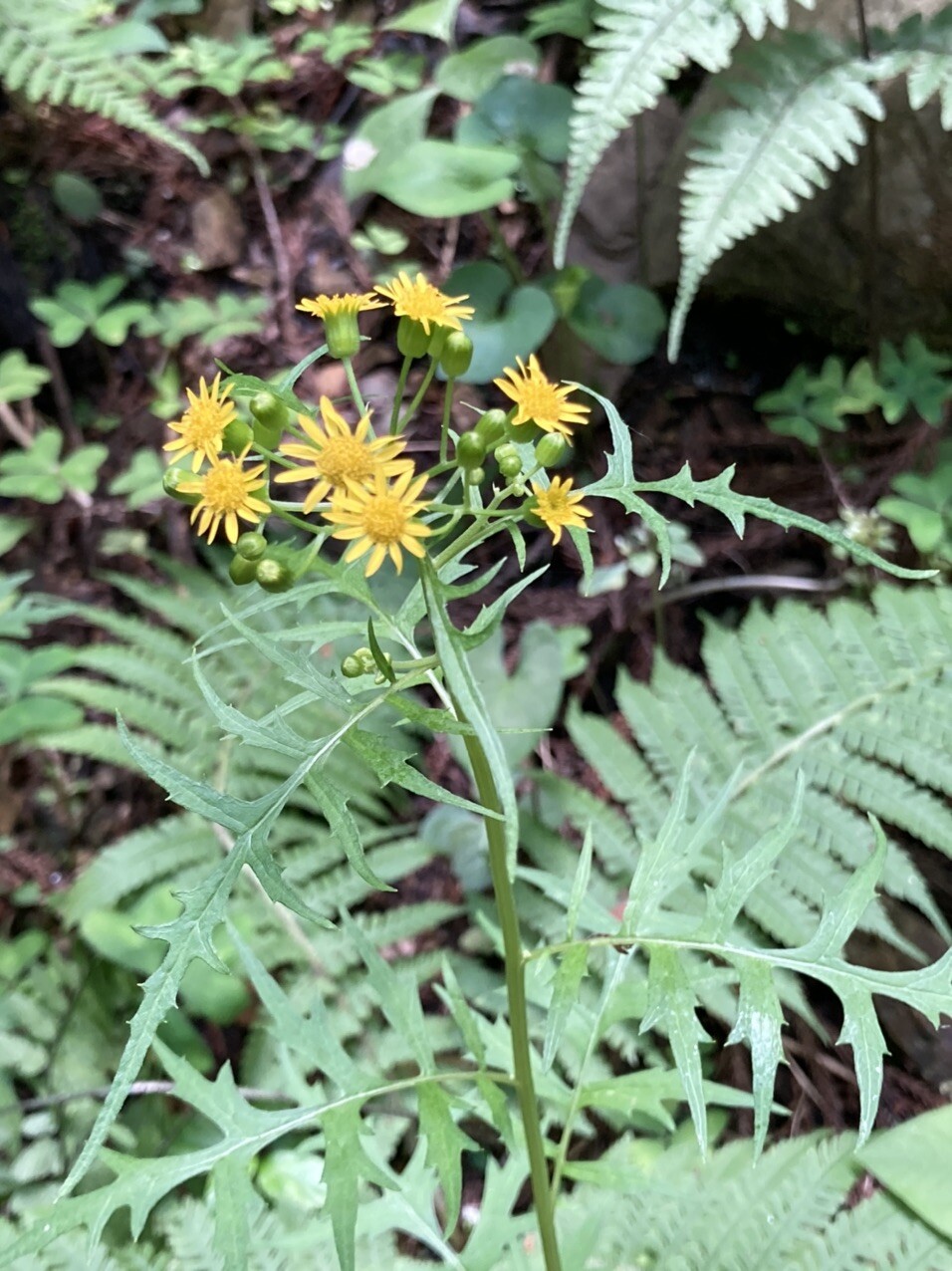 keiのページ | YAMAP / ヤマップ