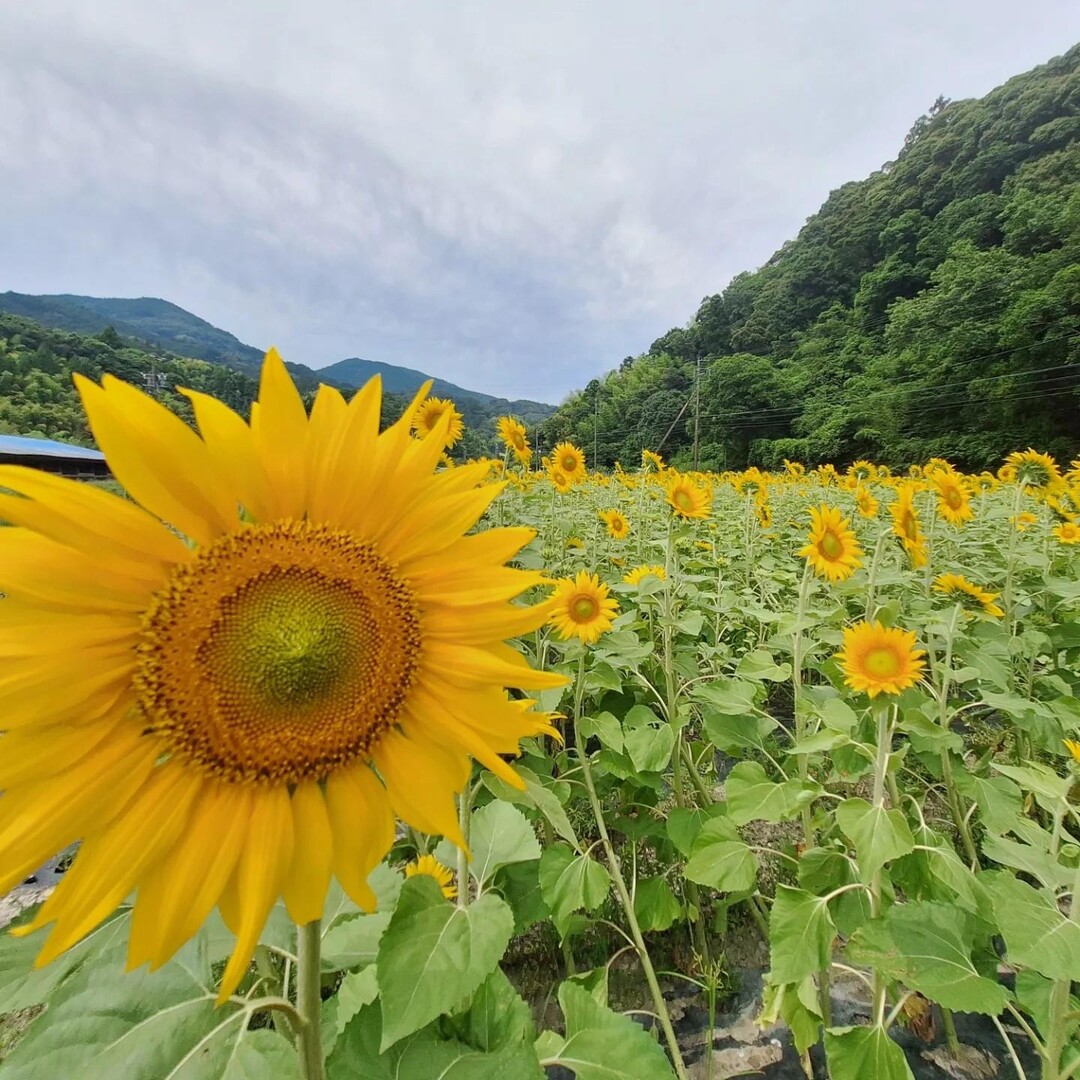 夏はひまわり🌻ですね それぞれの表情が... / syo-zoさんのモーメント | YAMAP / ヤマップ