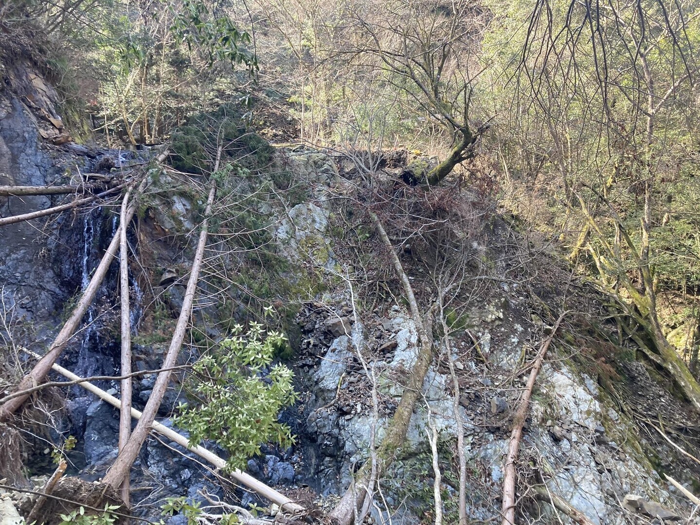 潰滅した荒廃の亡びの道を往く〜仰烏帽子山 椎葉谷登山口から800m地点で断念す / 仰烏帽子山の写真19枚目 / 木でどうにか…はない | YAMAP / ヤマップ