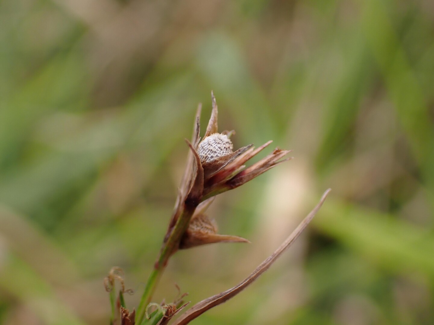 矢並湿地 一般公開日 2023-10-06 / ikoanさんのその他の活動データ | YAMAP / ヤマップ