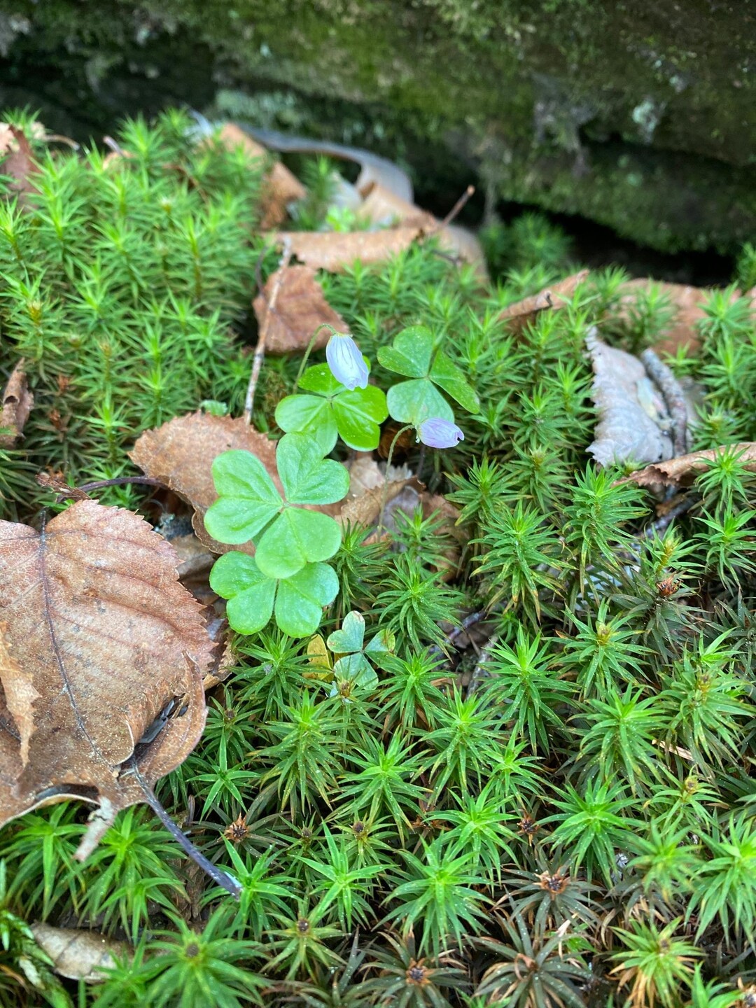 山婆さんさんの投稿したフィールドメモ | YAMAP / ヤマップ