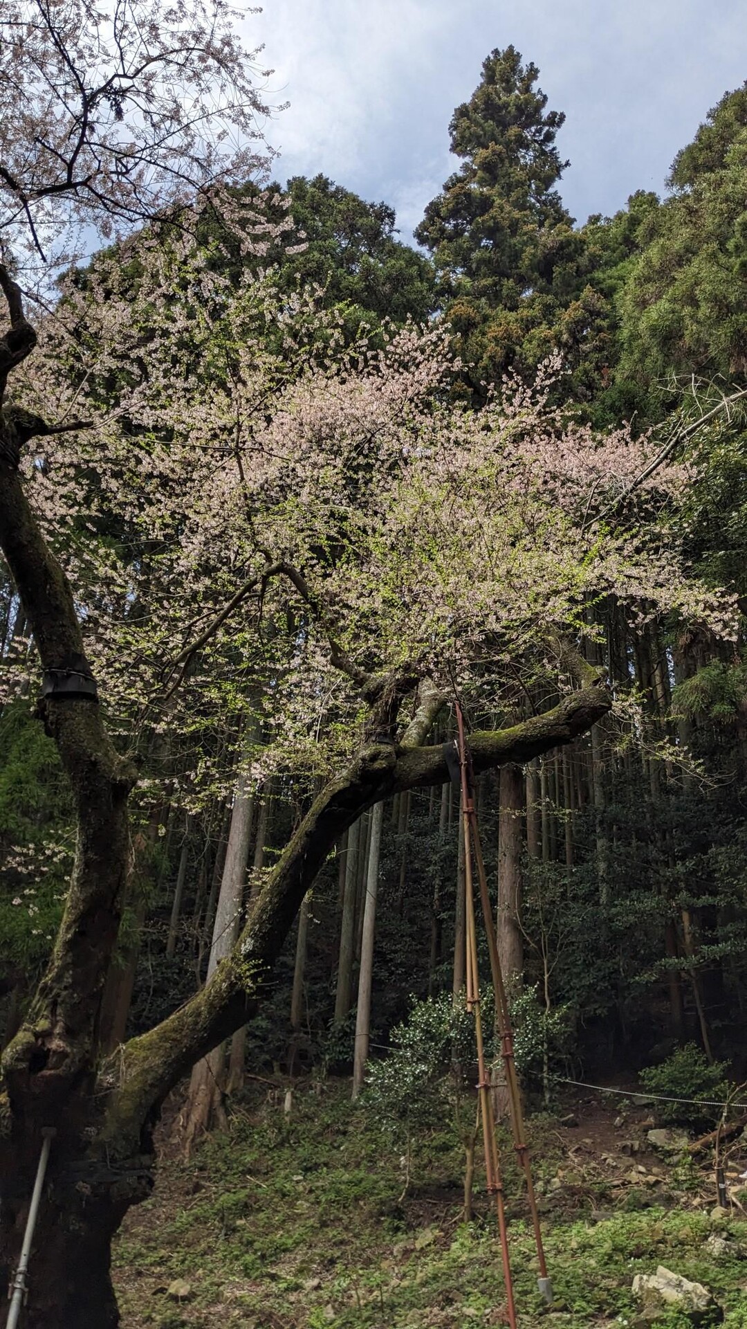 虎尾桜見物 最終回 04-06 / tonnoさんの福智山・尺岳・雲取山の活動日記 | YAMAP / ヤマップ