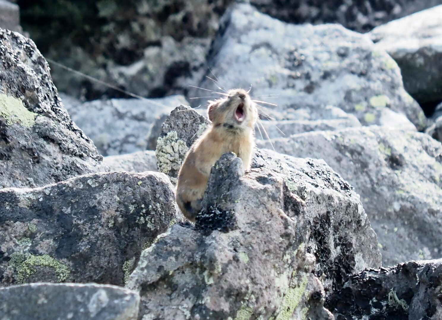 チョベリグな東ヌプカ / doaraさんの東ヌプカウシヌプリ・西ヌプカウシヌプリの活動データ | YAMAP / ヤマップ