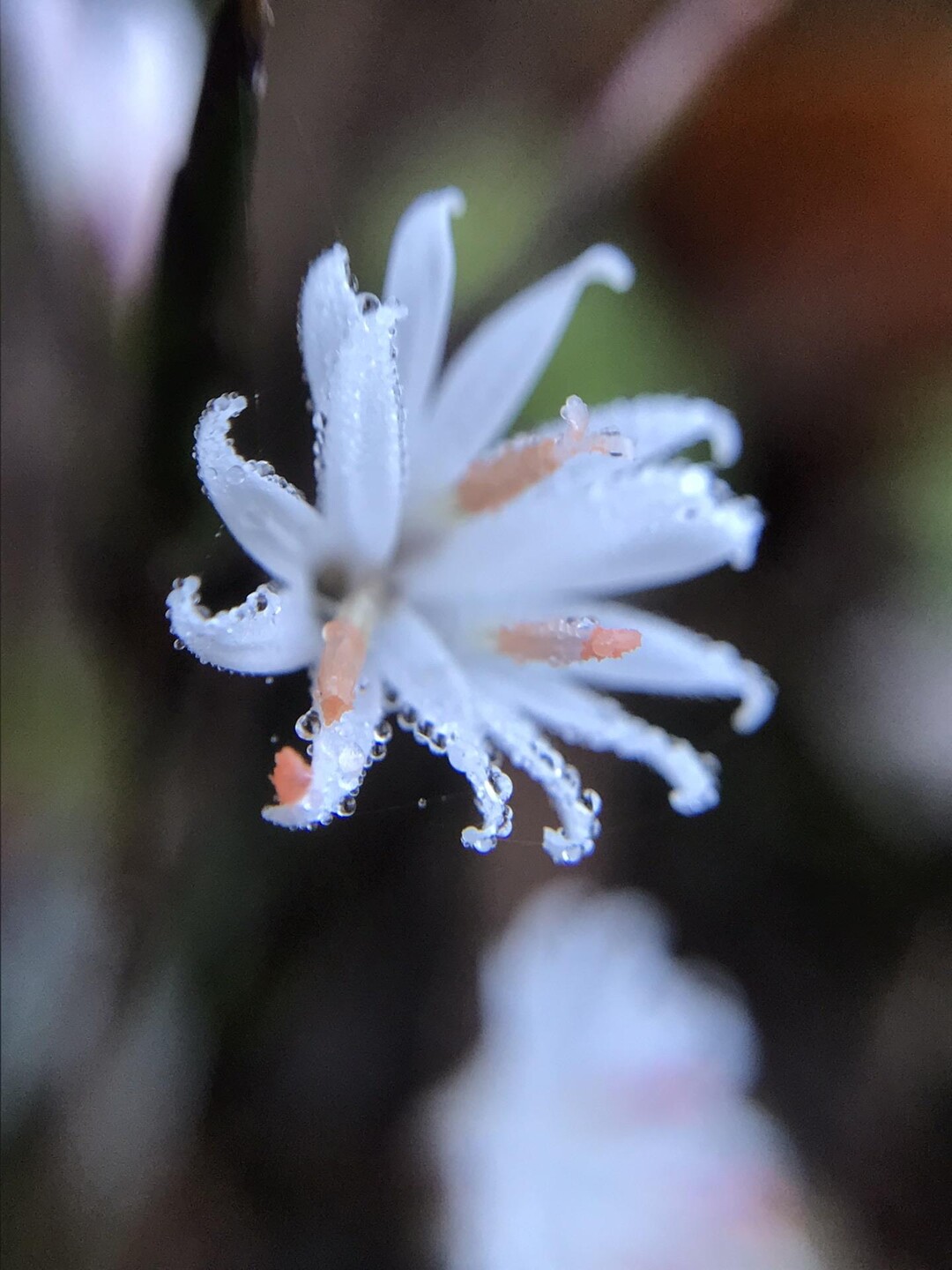 キッコウハグマ（亀甲白熊） シモコシ ハ... / pongoさんのモーメント | YAMAP / ヤマップ