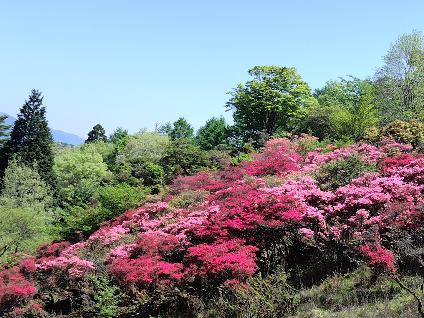 昨年の🐻被害以来、遠ざかっていた比叡山... / hiroさんのモーメント | YAMAP / ヤマップ