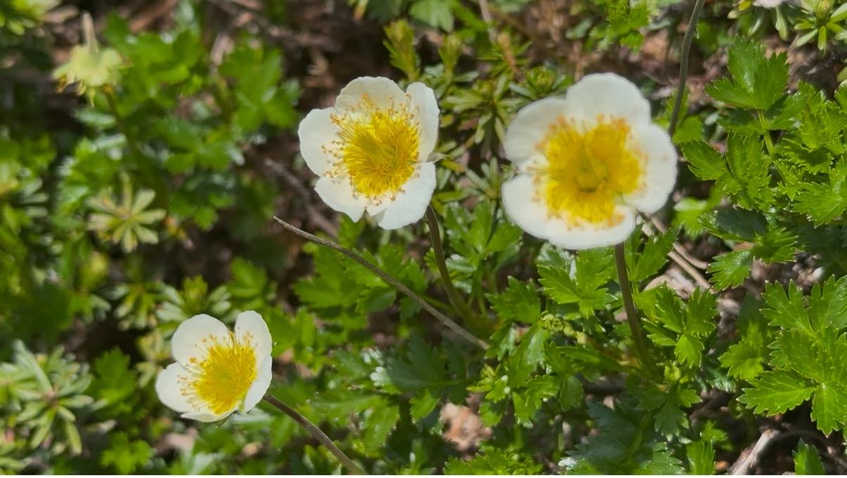 久しぶりに中央アルプス 千畳敷から登る三... / Tomo CHANNELさんのモーメント | YAMAP / ヤマップ