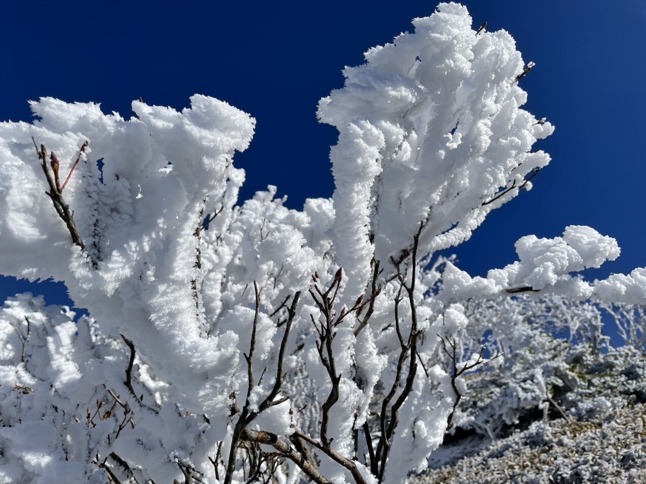 11月28日 奈良県 山上ヶ岳 女人禁... / ISOさんのモーメント | YAMAP / ヤマップ