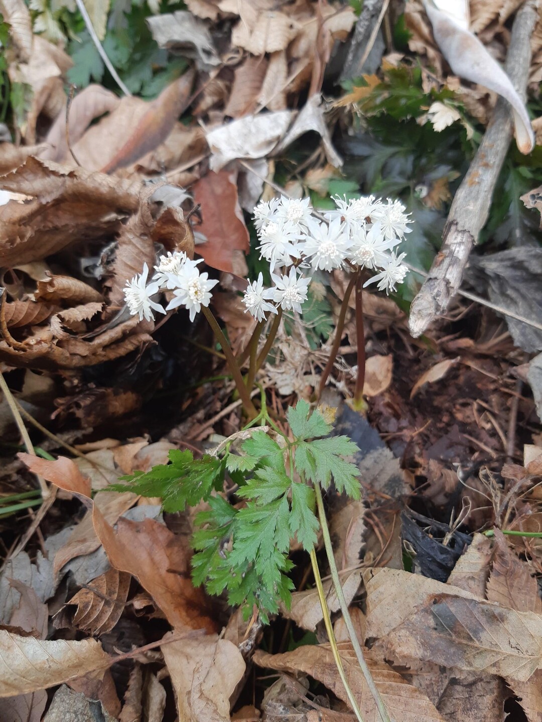 写真は セリバオーレン です。 恥ずかし... / Heroさんのモーメント | YAMAP / ヤマップ