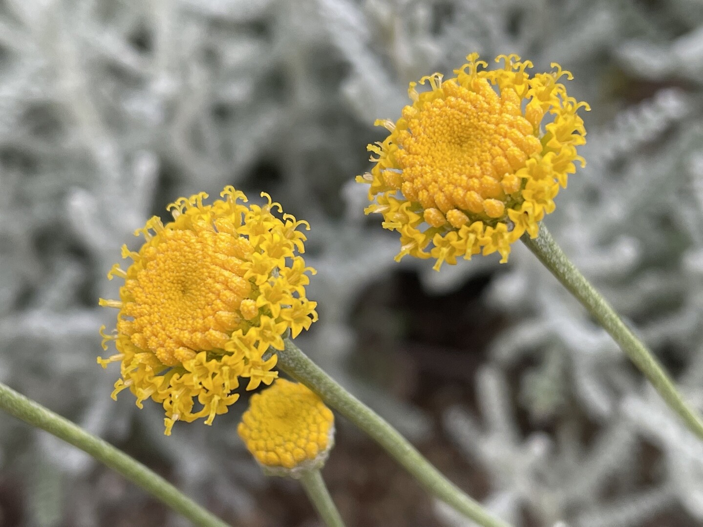 お花便り R4 vol.22 新潟も昨日... / kaizaさんのモーメント | YAMAP / ヤマップ