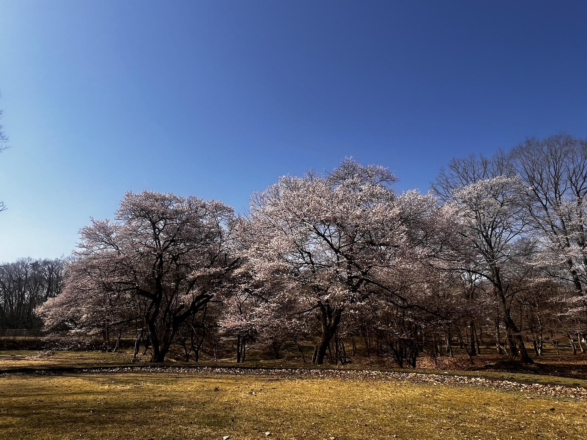 帝釈峡-2025-04-08 / chieさんの帝釈峡の活動データ | YAMAP / ヤマップ