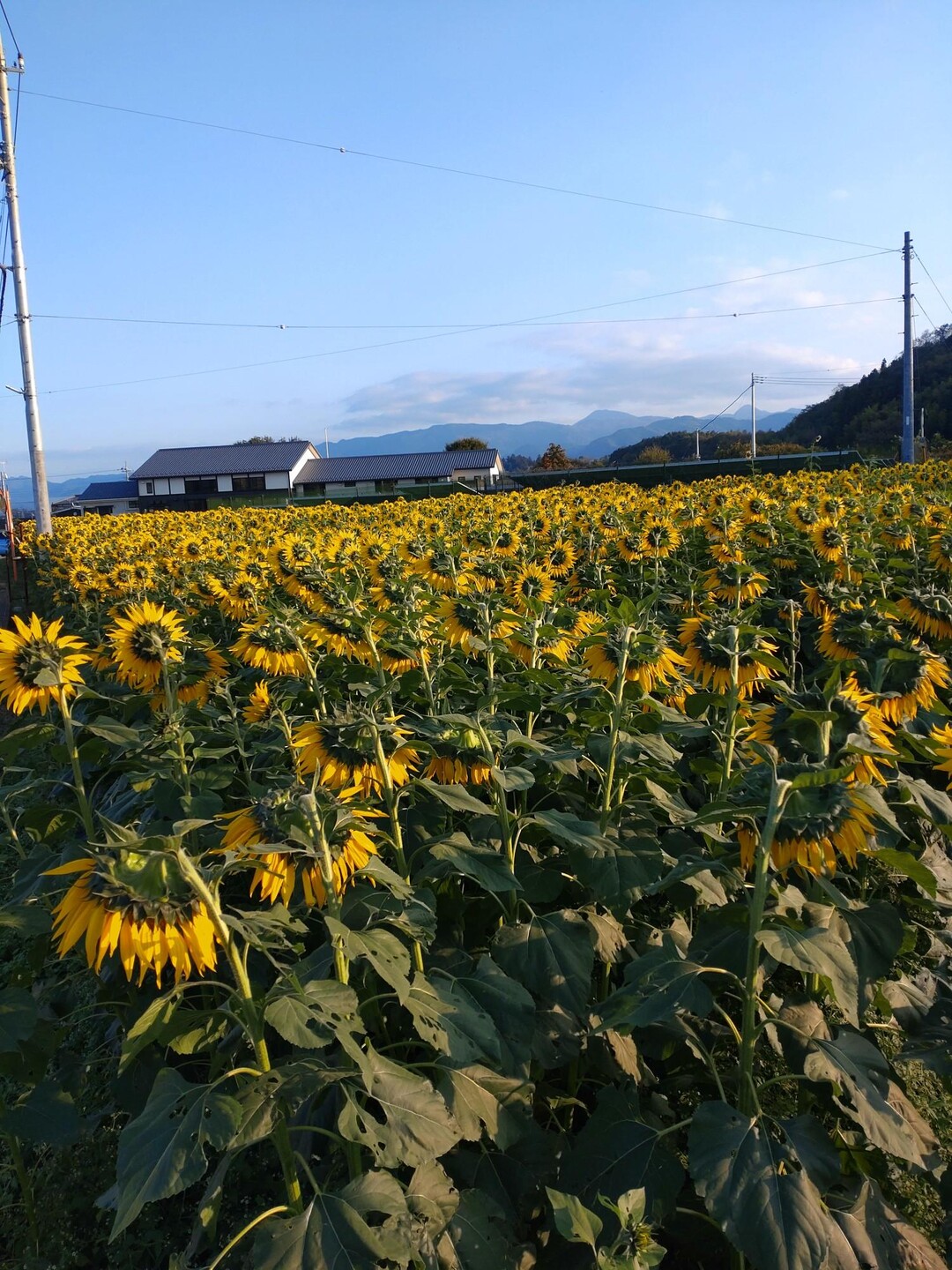 表妙義中間道の往復-2023-11-09 / Y-JJさんの妙義山・天狗岳・相馬岳の活動データ | YAMAP / ヤマップ
