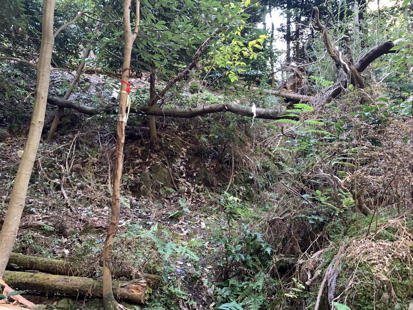 nonpui(ノンプイ)さんの投稿したフィールドメモ | YAMAP / ヤマップ